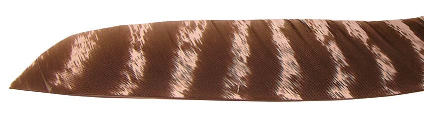 Bearpaw Full Length Natural Barred Feather RW (Dozen) – Summit Archery ...